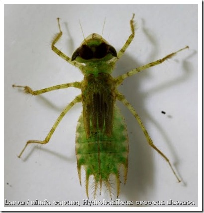 Proses Capung Keluar dari Nimfa